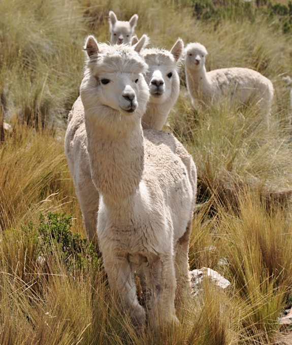 Guide to Natural Animal Fibres | So Cosy